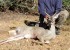 CouesWhitetail.com | The leading internet resource for information on ...
